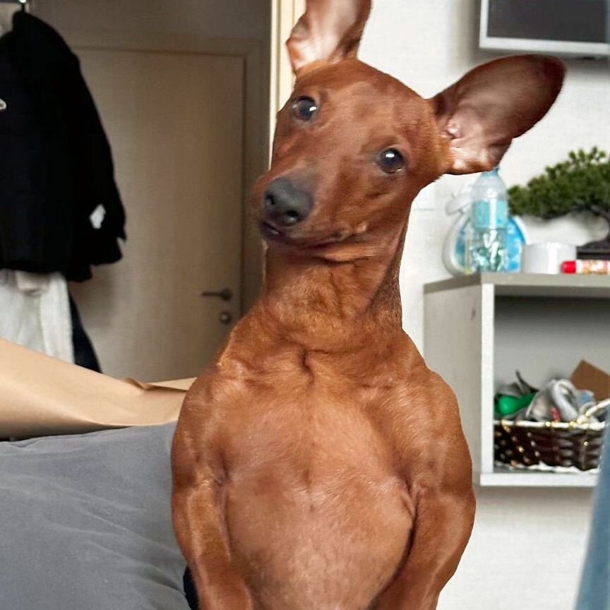 Цвергпинцер