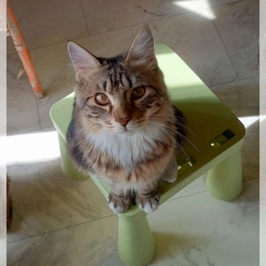 Курильский бобтейл длинношёрстный котёнок