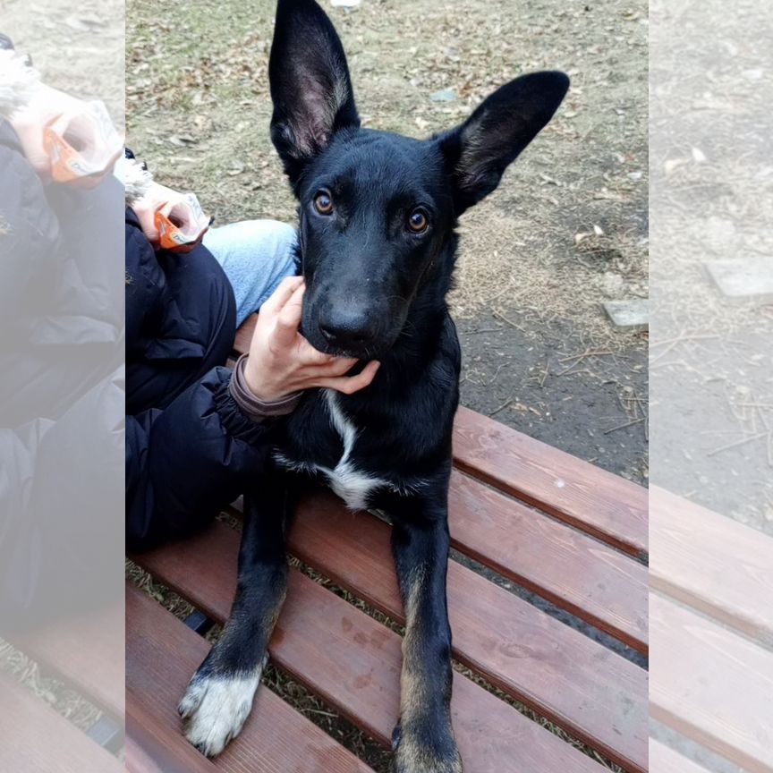 Щенок в добрые руки