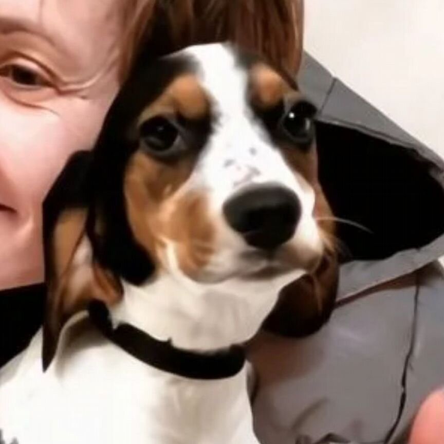 Щенок в добрые руки