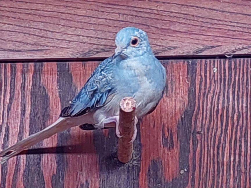 Брилиантовая горлица