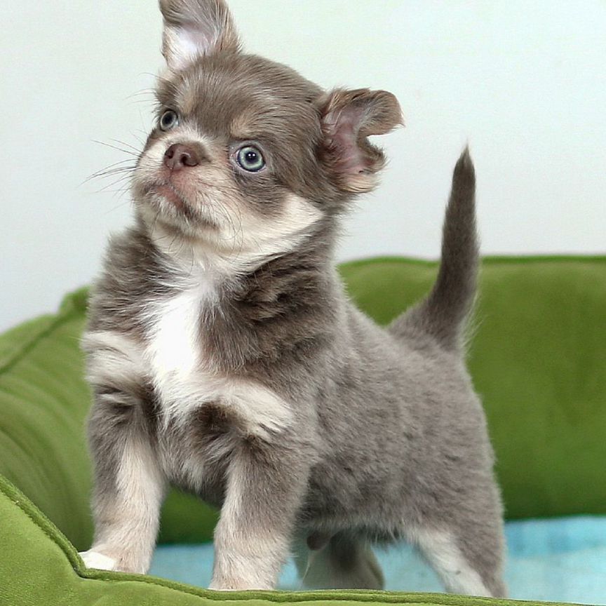 Чихуахуа, щенок