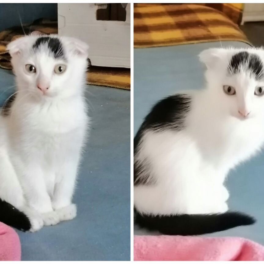 Вислоухий котенок мальчик