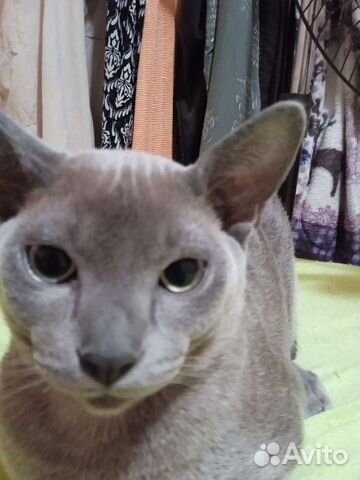 Европейская бурма