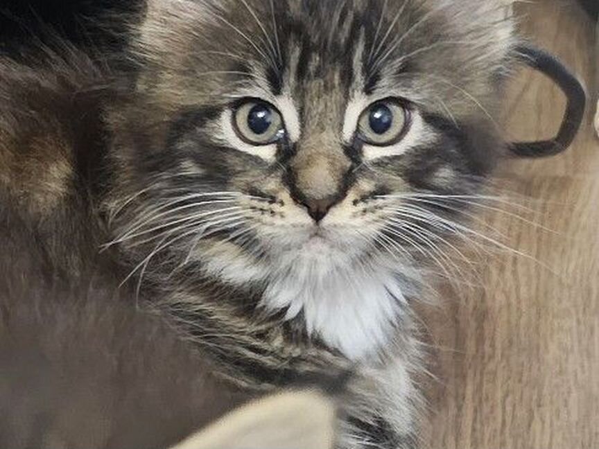 Мейнкун,котёнок(чистокровный)