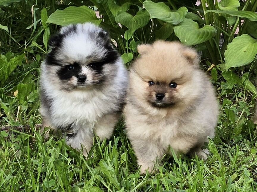 Супер нарядные детки