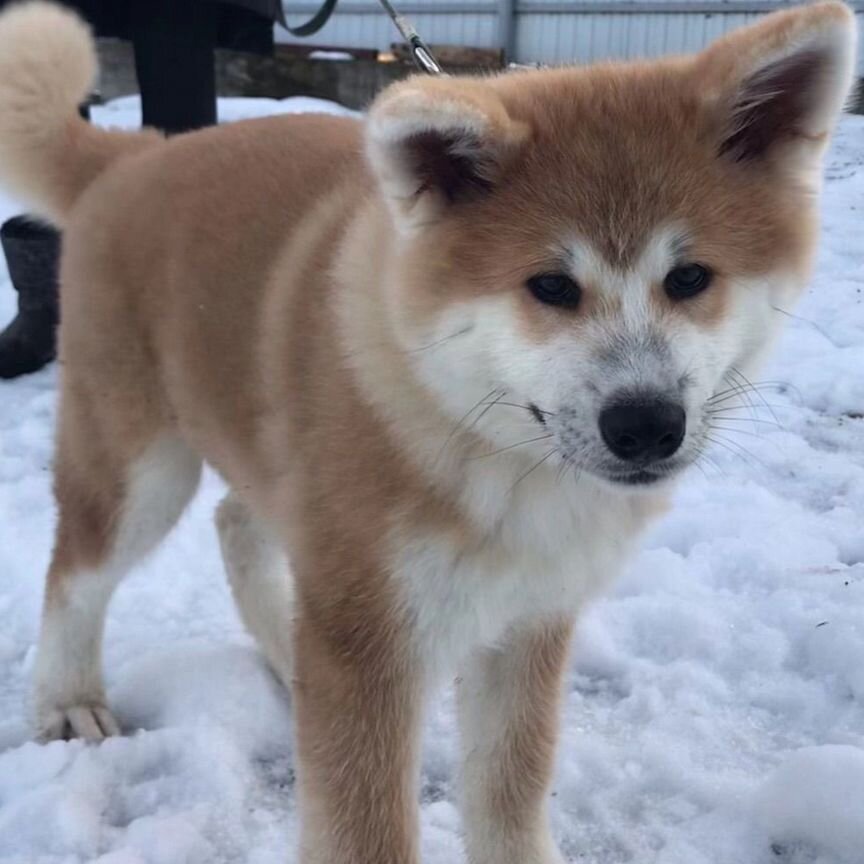 Гостиница для животных 400