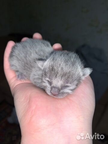 Шотландские котята