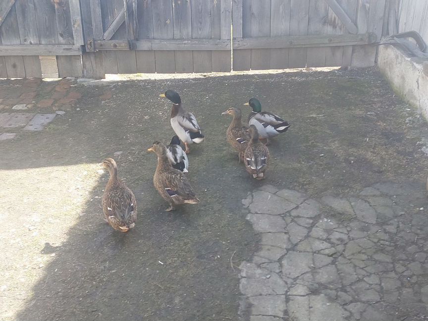 Продажа селезней уток