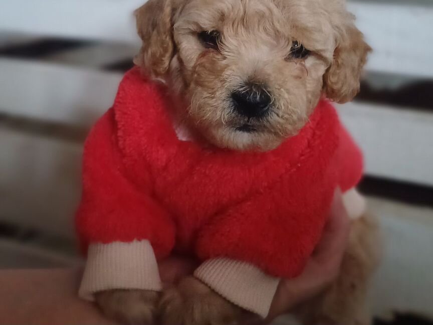 Мини Мальтипу нежного окраса