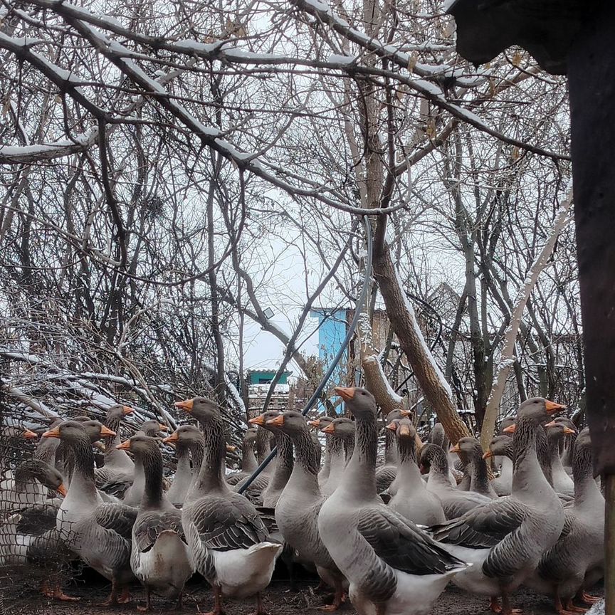 Крупные серые гуси