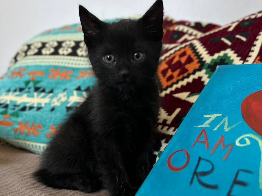 Черный котенок мальчик