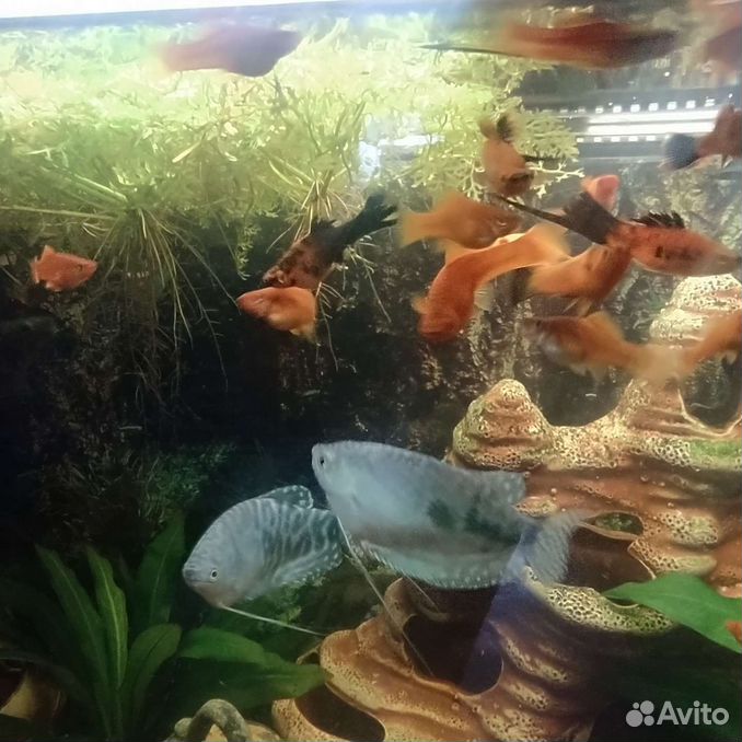 Меченосцы,лабео,гурами