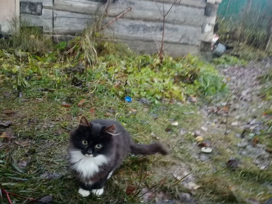 Котик 4мес. От породистой кошки (сибирская)