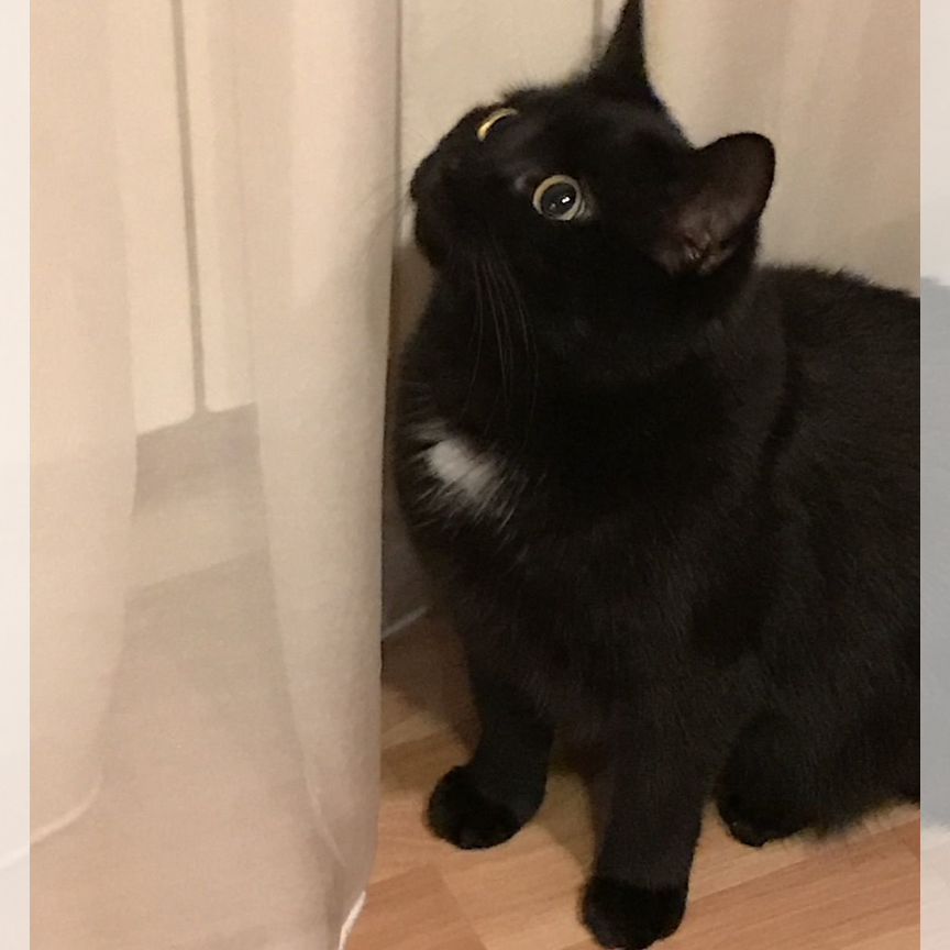 Черная кошка