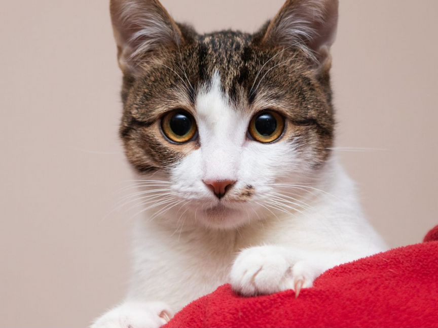 Василий в добрые руки