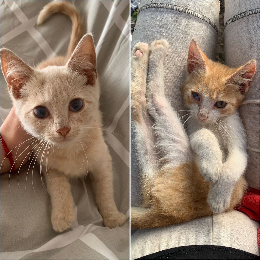 Мега-ласковых котят никто не хочет брать