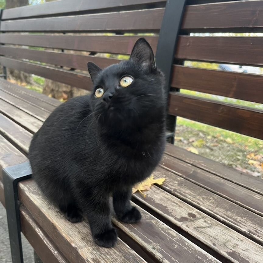 Отдам котенка в добрые руки
