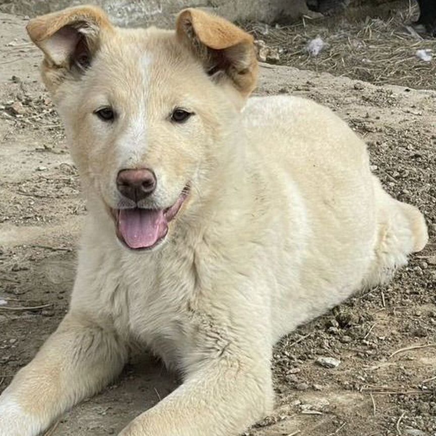 Щенок от частного владельца