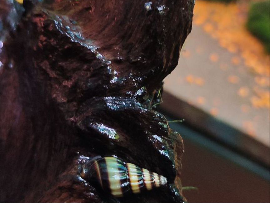 Улитка хелена