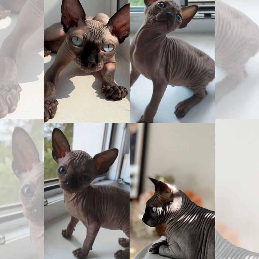 Канадский сфинкс котёнок