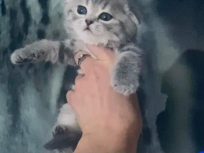 Шотландские вислоухие котята