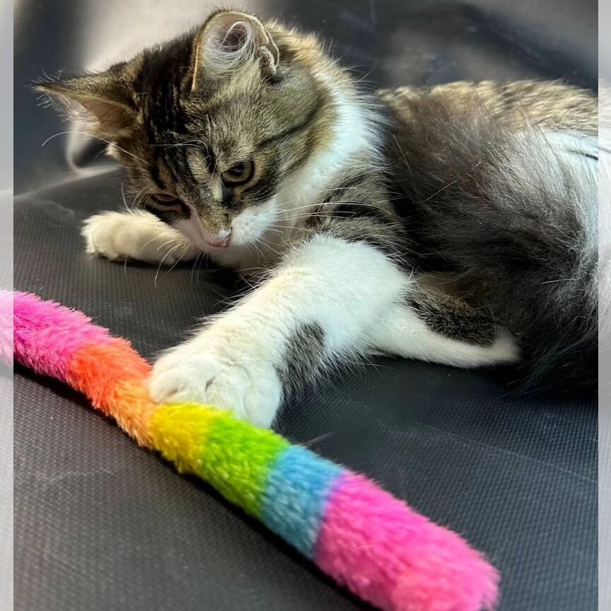 Котенок Виктория
