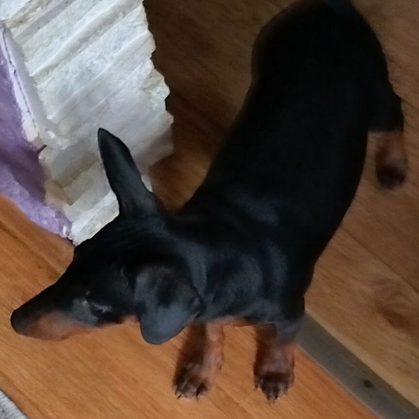 Цвергпинчер, щенок