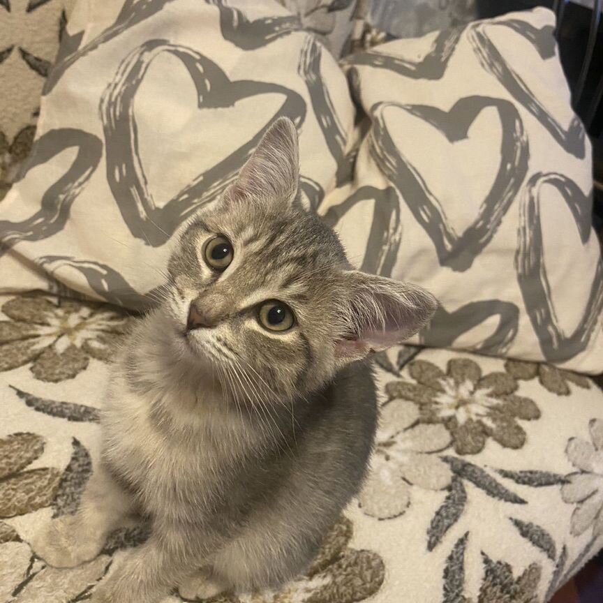 Кошечка Тимона