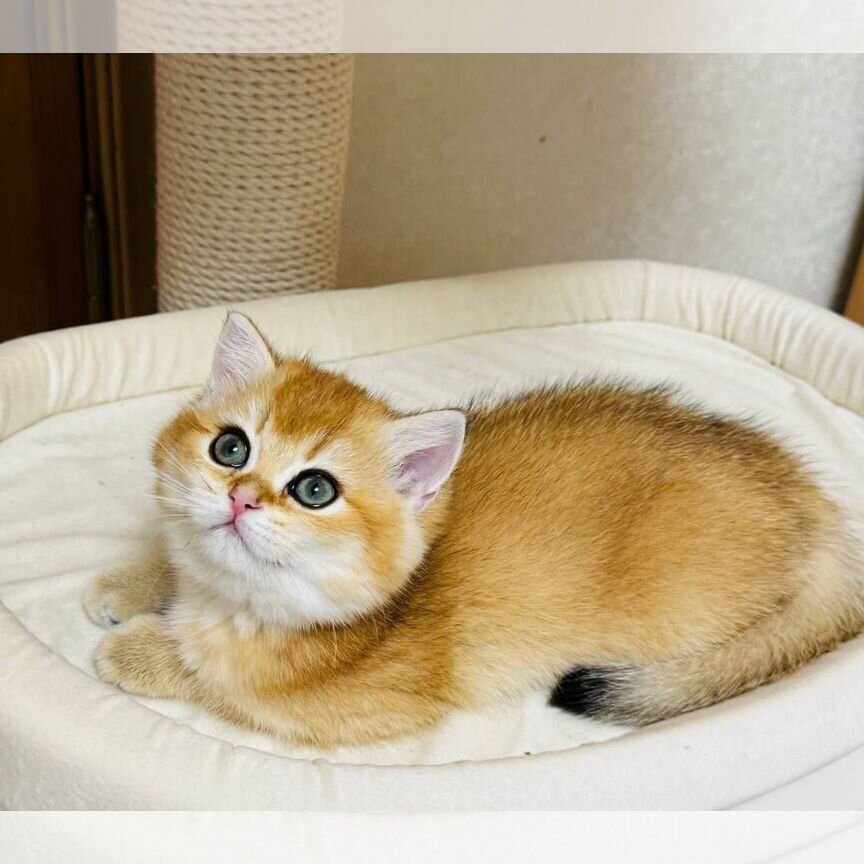 Британский короткошёрстный котёнок
