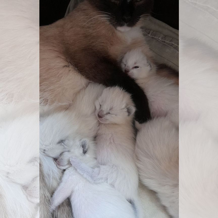 Тайский котёнок