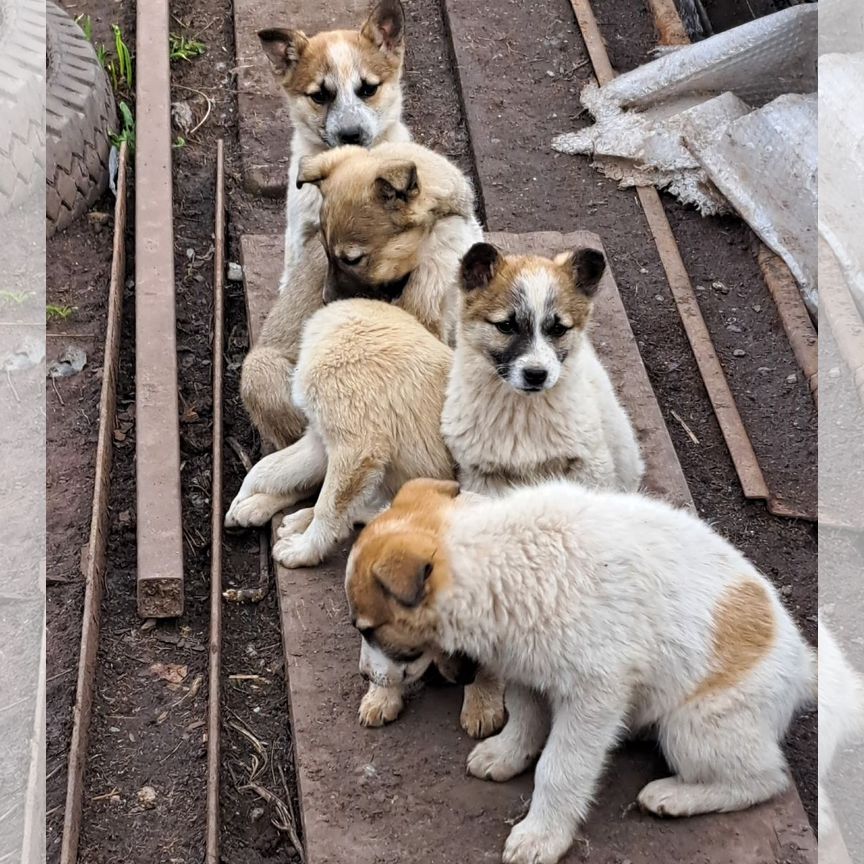 Щенок в добрые руки