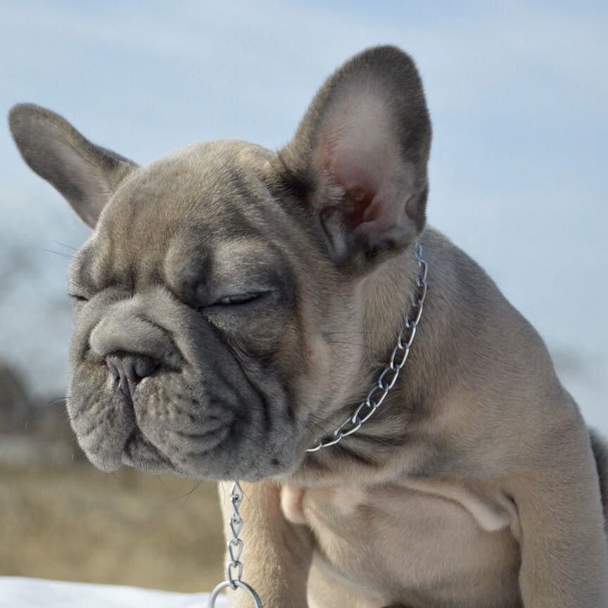 Французский бульдог бигроп