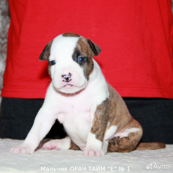 Щенок американского стаффорда, мальчик Е №1