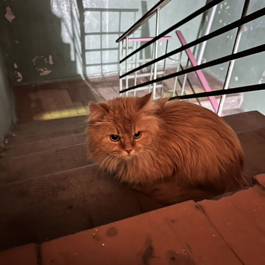 Найден кот