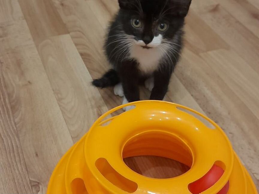 Котенок в добрые руки