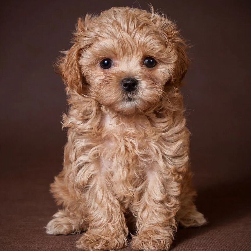 Мальтипу, щенок