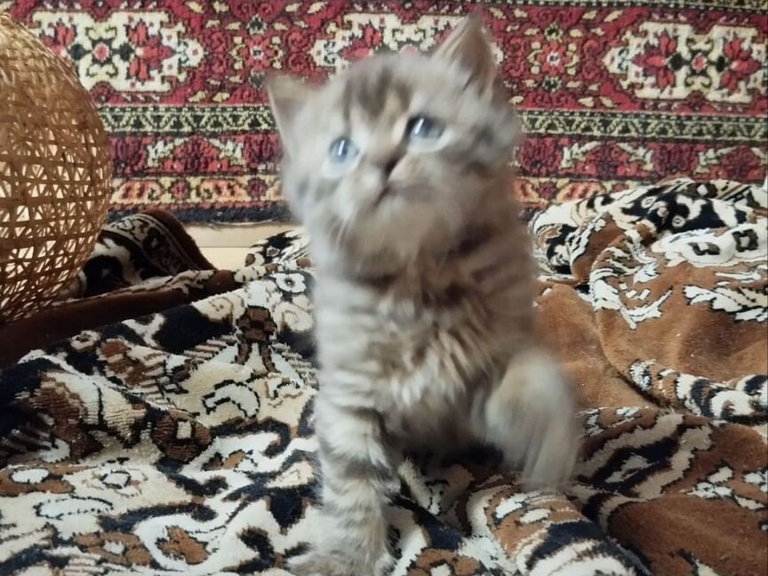 Котята шотландские
