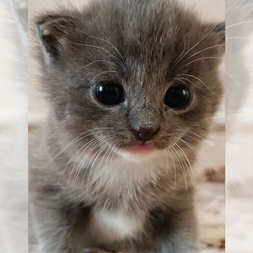Котёнок девочка бесплатно