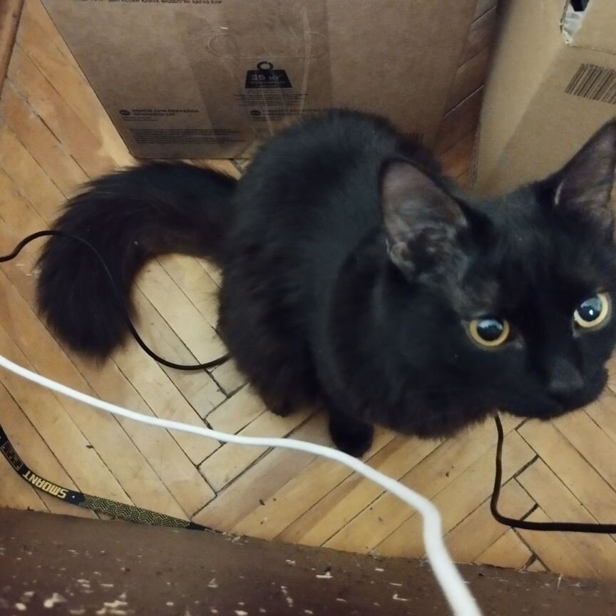 Котик в хорошие руки