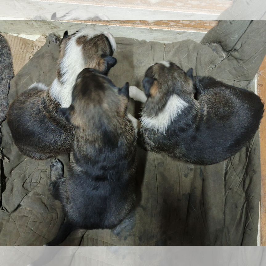 Восточносибирская лайка, щенок