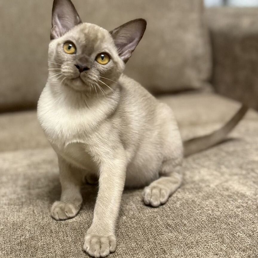 Европейский бурманский котёнок