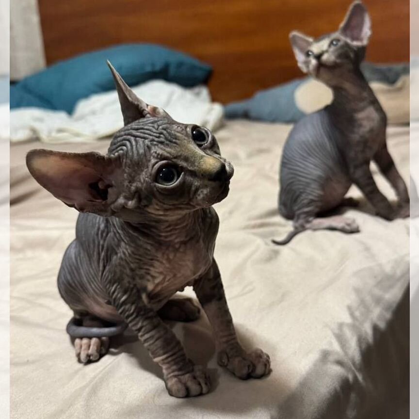 Канадский сфинкс котёнок