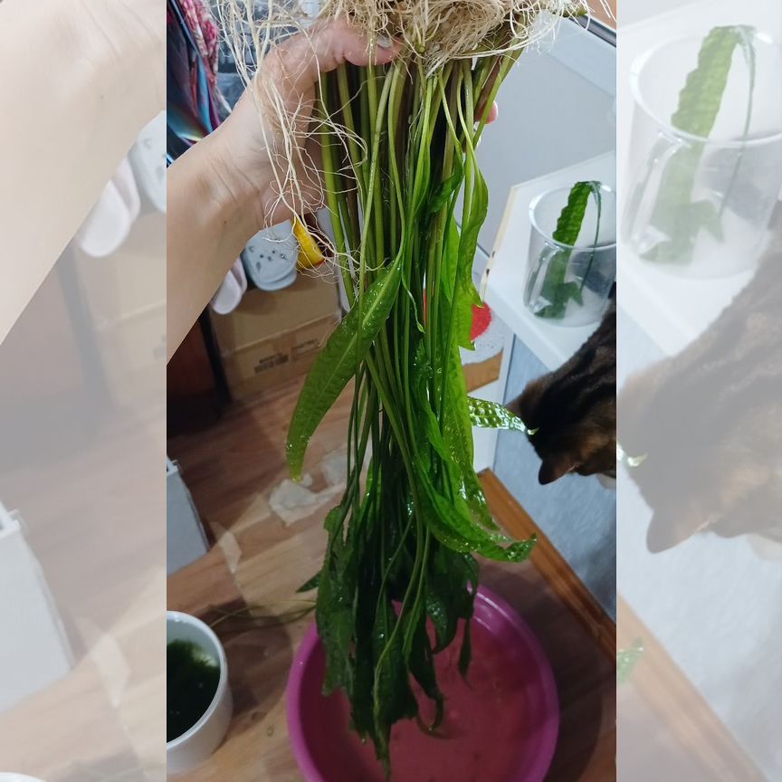 Криптокорина апоногетонолистная