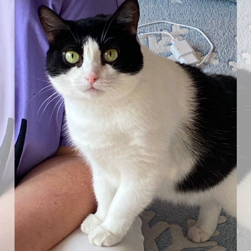 Кошка в добрые руки отдам бесплатно