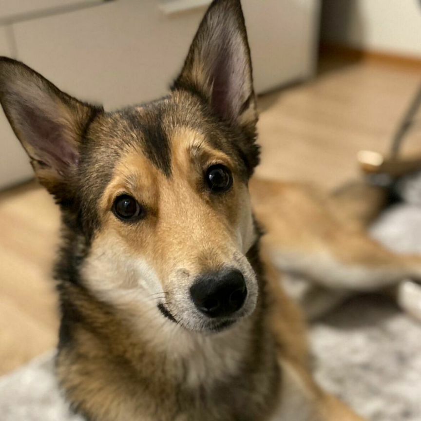 Собаки из приюта: чистоплотный нежный Ронни