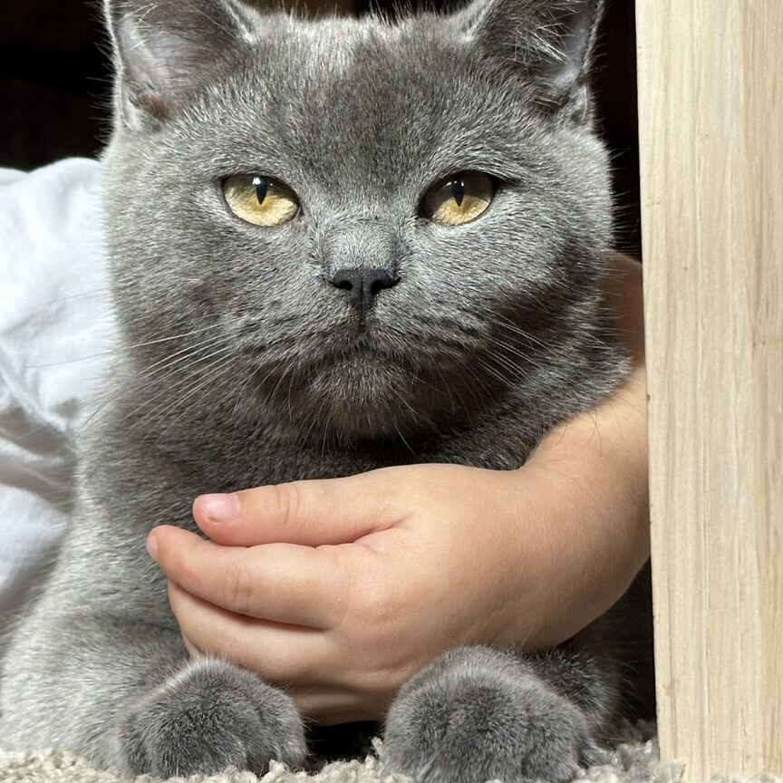 Шотландский кот