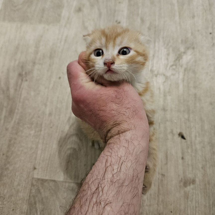 Шотландские коты 2 один светлее другой темнее