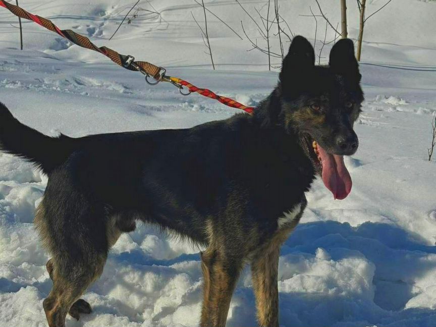 Собака в добрые руки