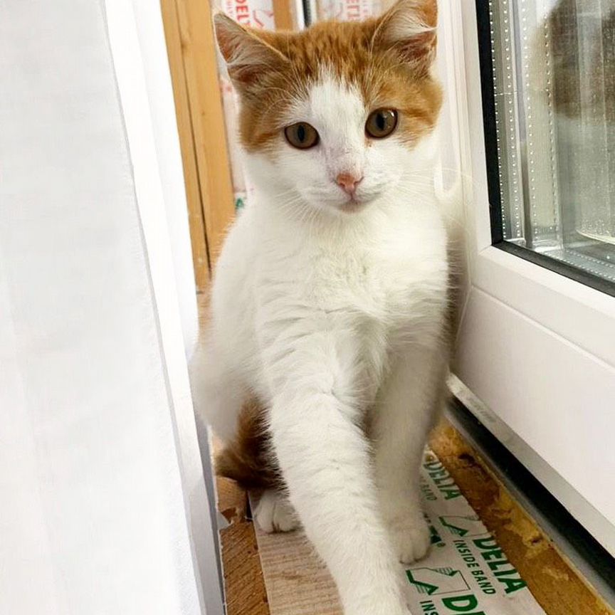 Красивый котенок ищет дом